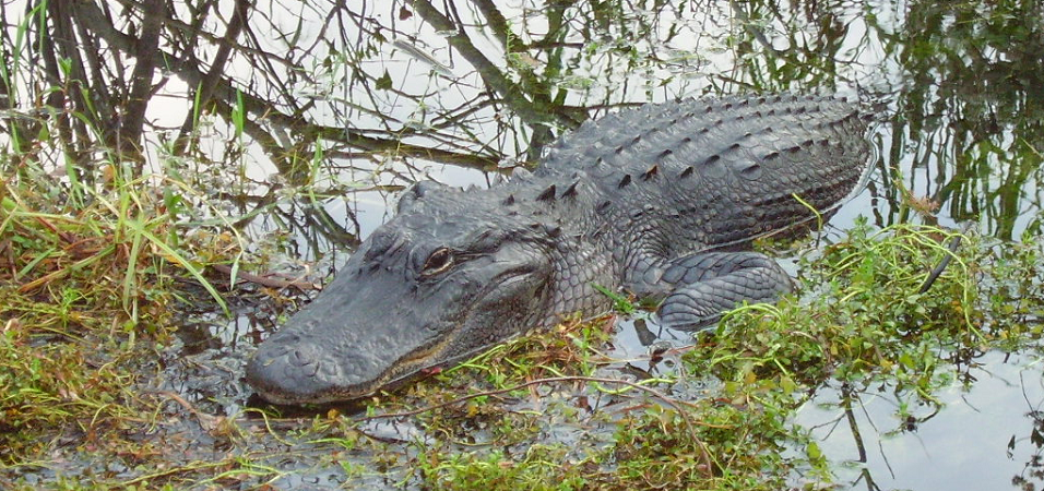 North Florida Wildlife